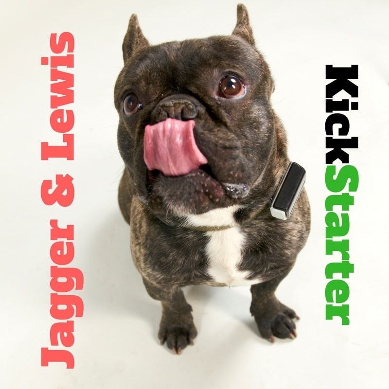 [NEWS] Le collier Jagger & Lewis qui a du chien, disponible sur ...